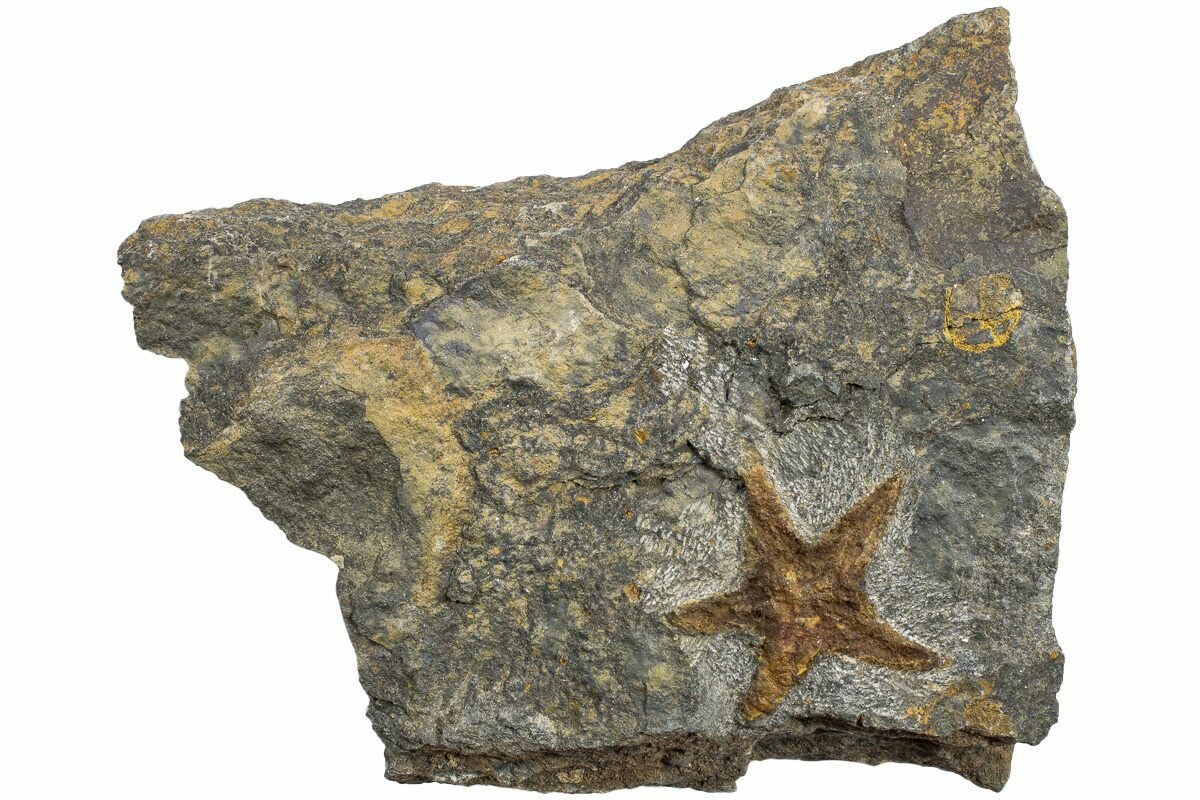 1.2" Ordovician Starfish (Petraster?) Fossil - Morocco (#232715) For ...