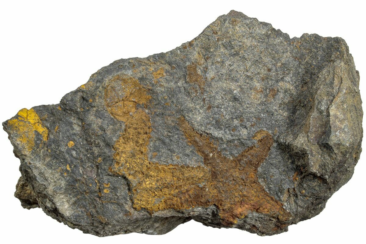 1.6" Ordovician Starfish (Petraster?) Fossil - Morocco (#232717) For ...