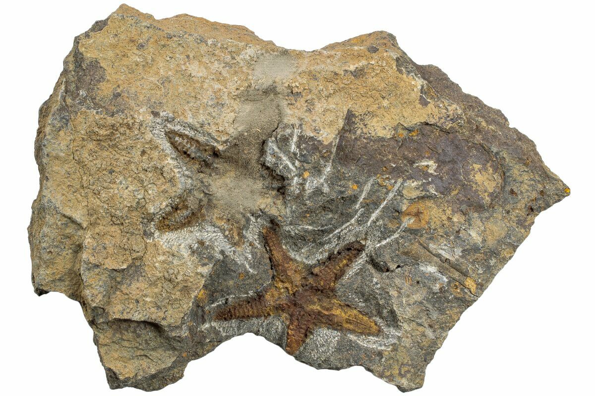 1.45" Ordovician Starfish (Petraster?) Fossil - Morocco (#232719) For ...
