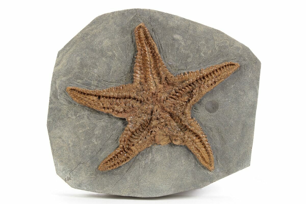 4.2" Exceptionally Preserved Fossil Starfish - Morocco (#232760) For ...