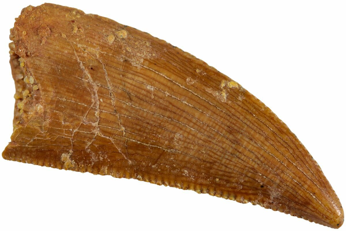 Serrated, .8" Raptor Tooth - Real Dinosaur Tooth (#232991) For Sale ...