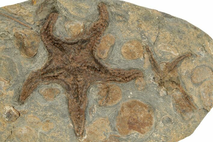 4.3" Ordovician Fossil Starfish - Morocco (#233029) For Sale ...