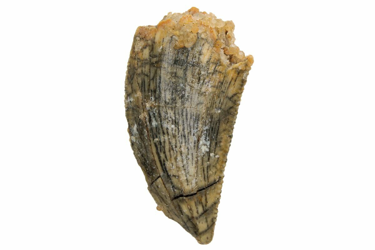 Serrated, .62" Raptor Tooth - Real Dinosaur Tooth (#233074) For Sale ...