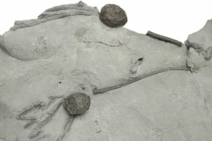13.1" Plate of Silurian Cystoid (Caryocrinites) Fossils - New York ...