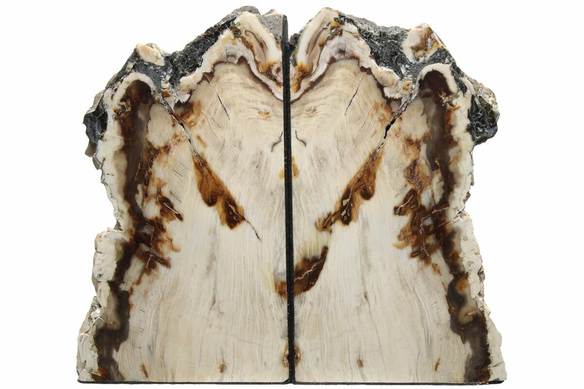 7.7" Tall, Colorful Petrified Wood Bookends - Washington (#233246) For ...