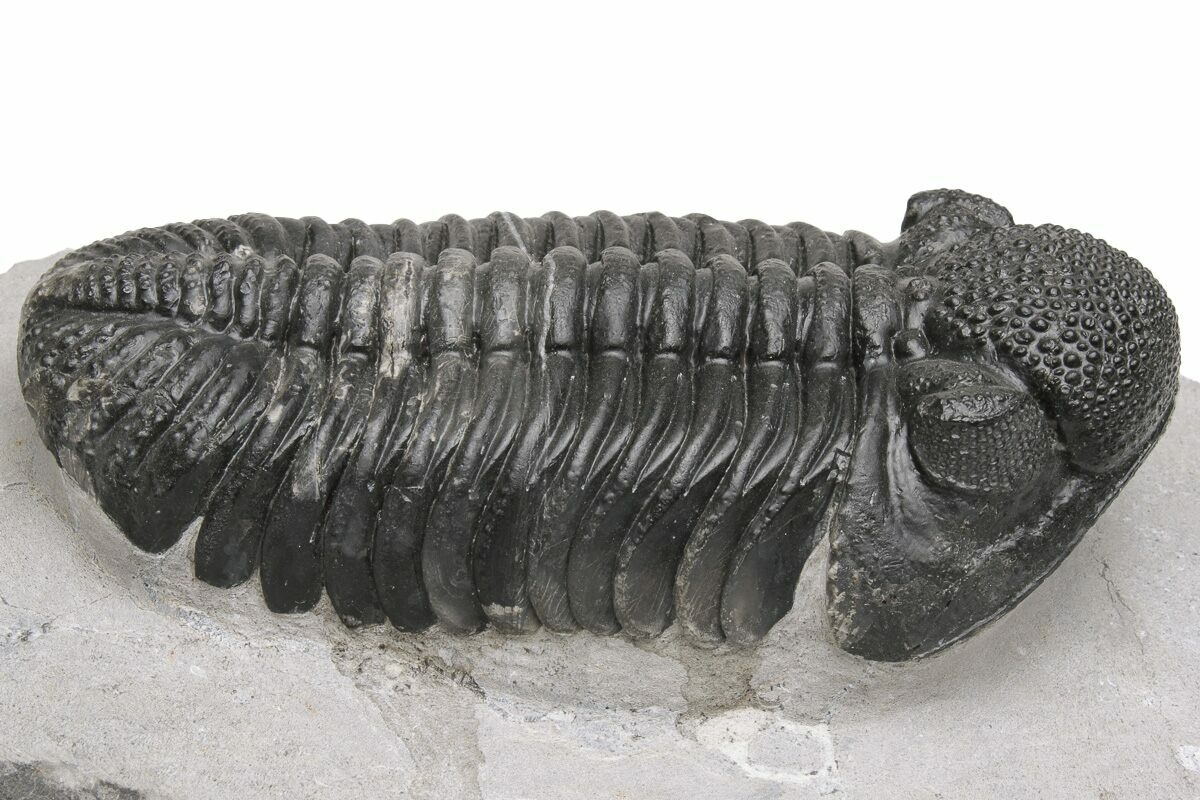 5.3" Prone Drotops Trilobite With Great Eyes- Mrakib, Morocco (#233275 ...