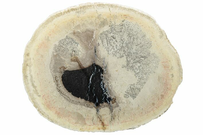 15.6" Polished Petrified Palm Wood Round - Indonesia (#233287) For Sale ...