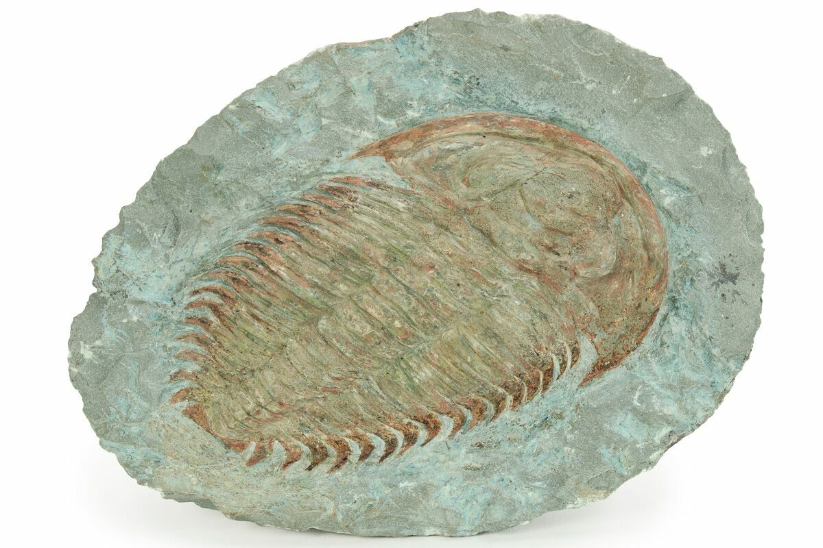 Bargain, 5" Lower Cambrian Trilobite (Longianda) - Issafen, Morocco ...