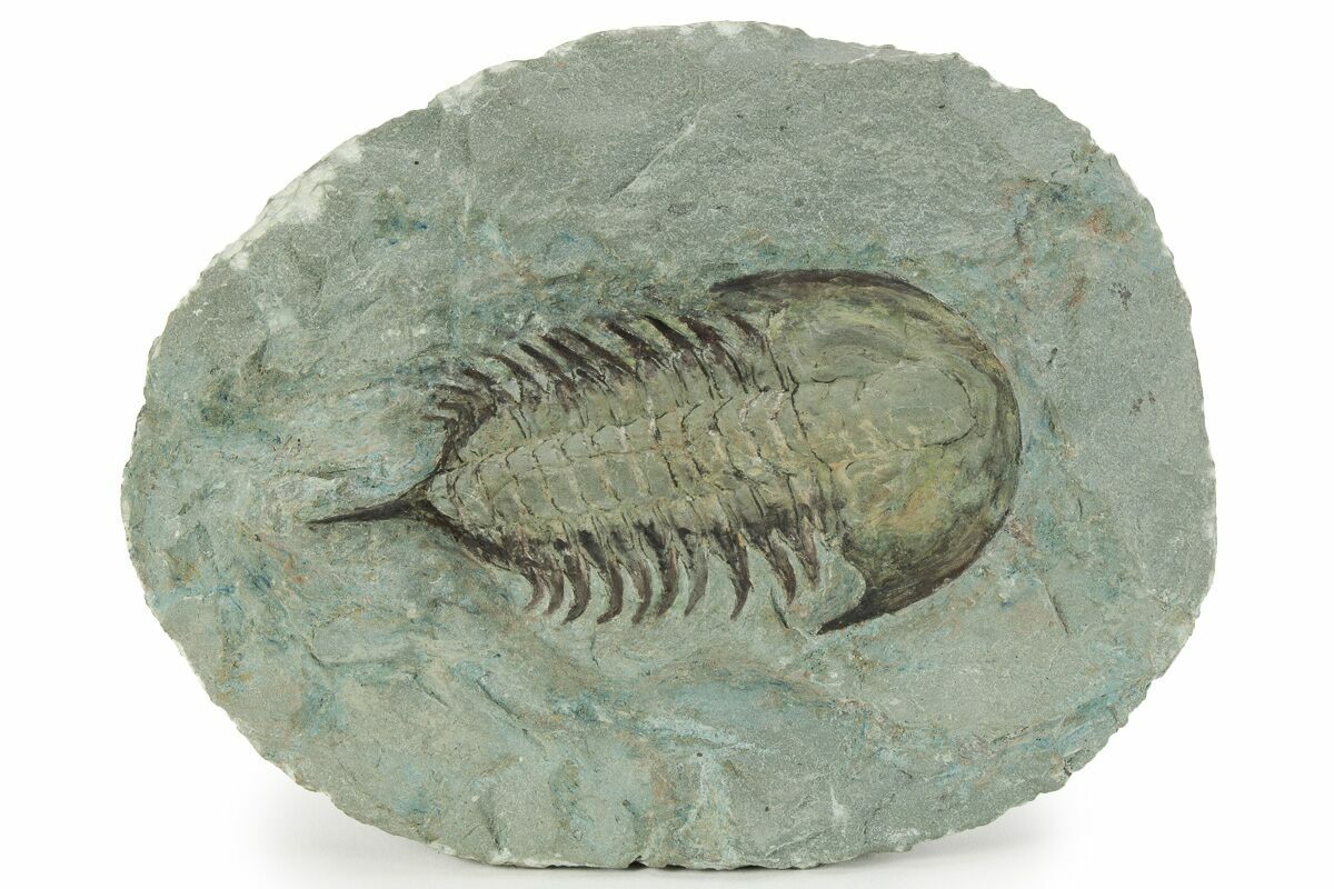 Bargain, 3" Trilobite (Pseudosaukianda) - Issafen, Morocco (#233332 ...