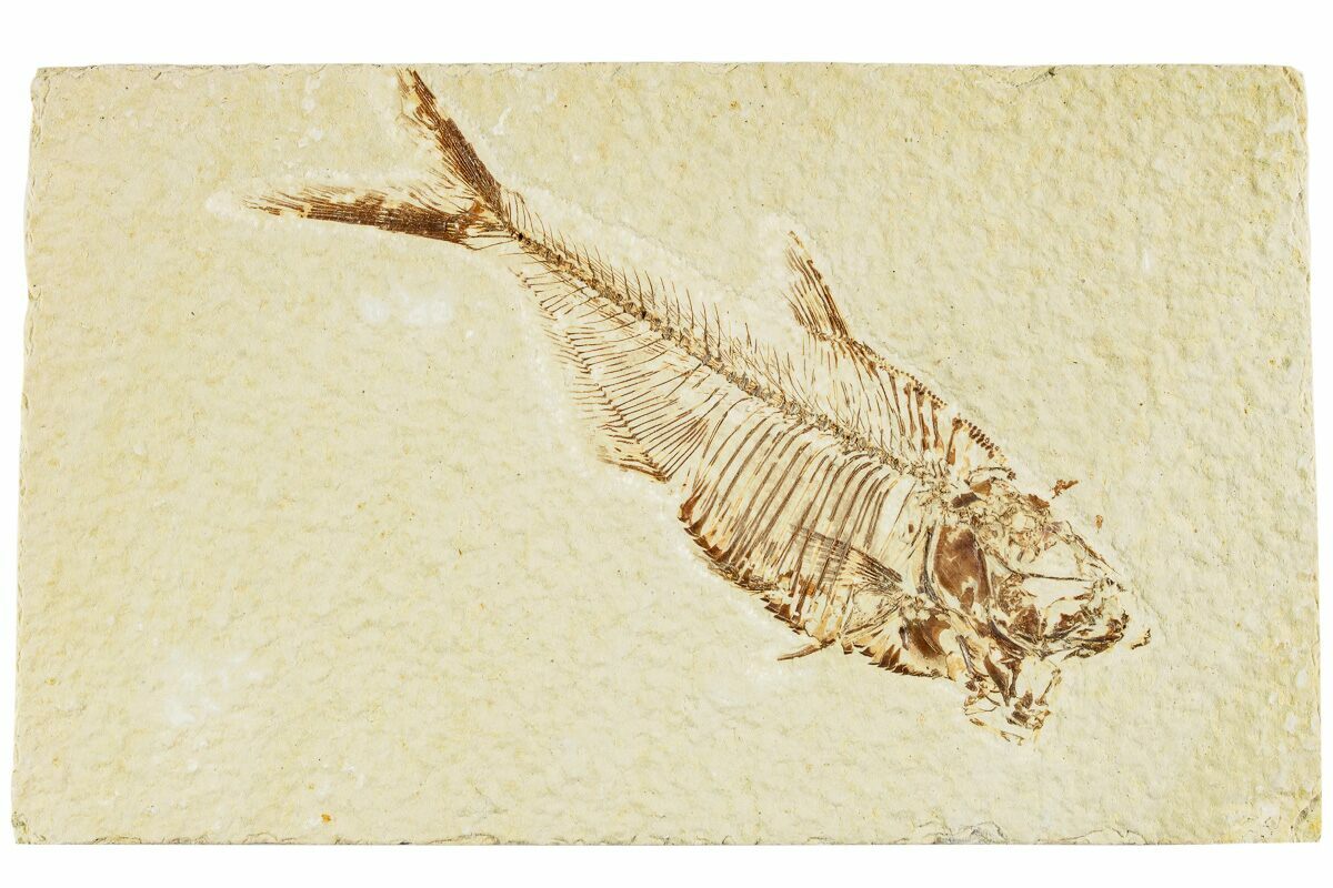 3.65" Fossil Fish (Diplomystus) - Green River Formation (#233096) For ...