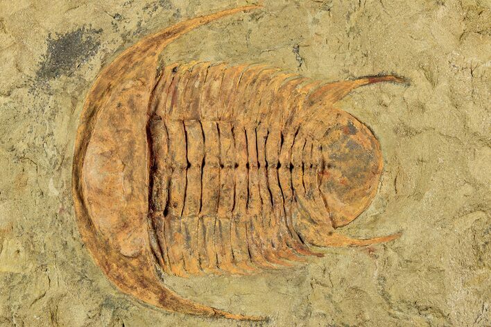 2.5" Cambrian Trilobite (Myopsolenites) - Tinjdad, Morocco (#233447 ...