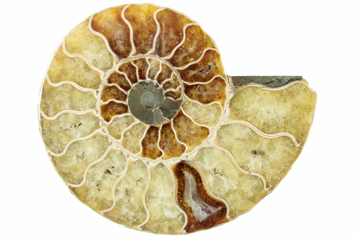 3.7" Cut & Polished Ammonite Fossil (Half) - Madagascar (#233545) For ...