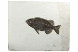 7.9" Beautiful Fish Fossil (Phareodus) - Scare Species (#233849) For ...