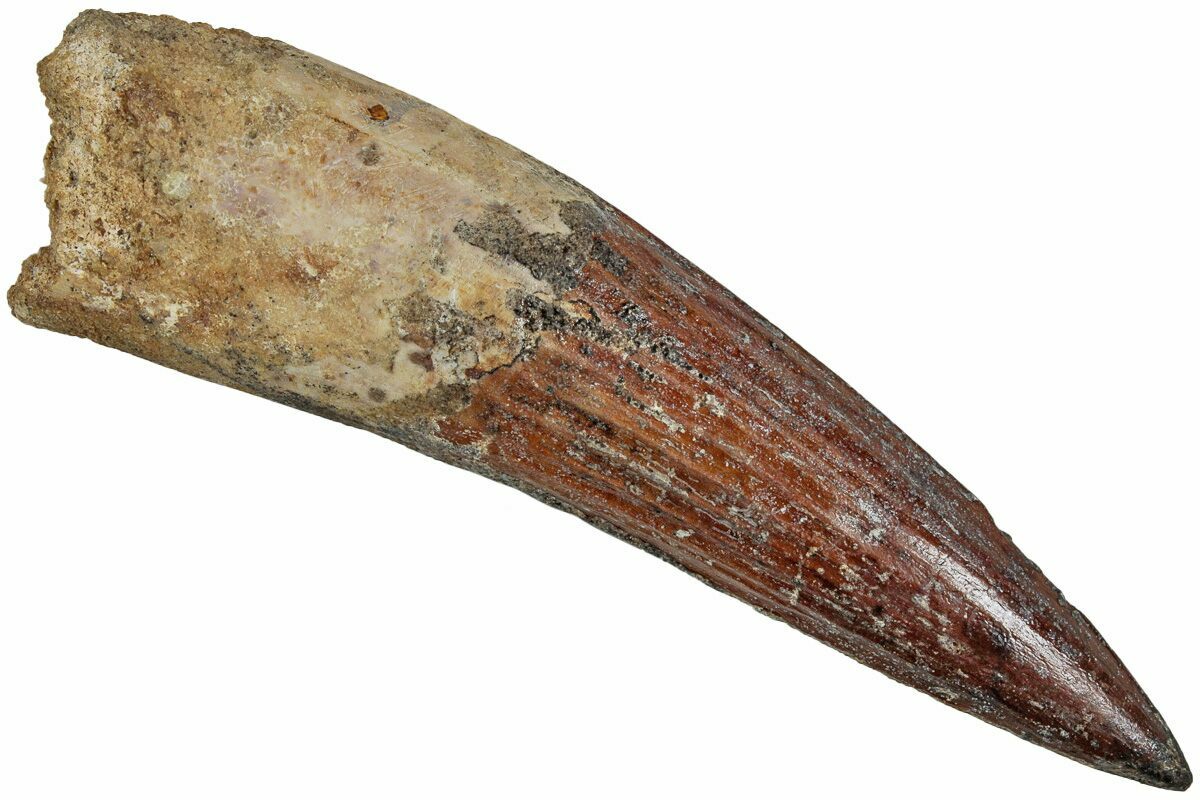 4.04" Fossil Spinosaurus Tooth - Real Dinosaur Tooth (#233788) For Sale ...
