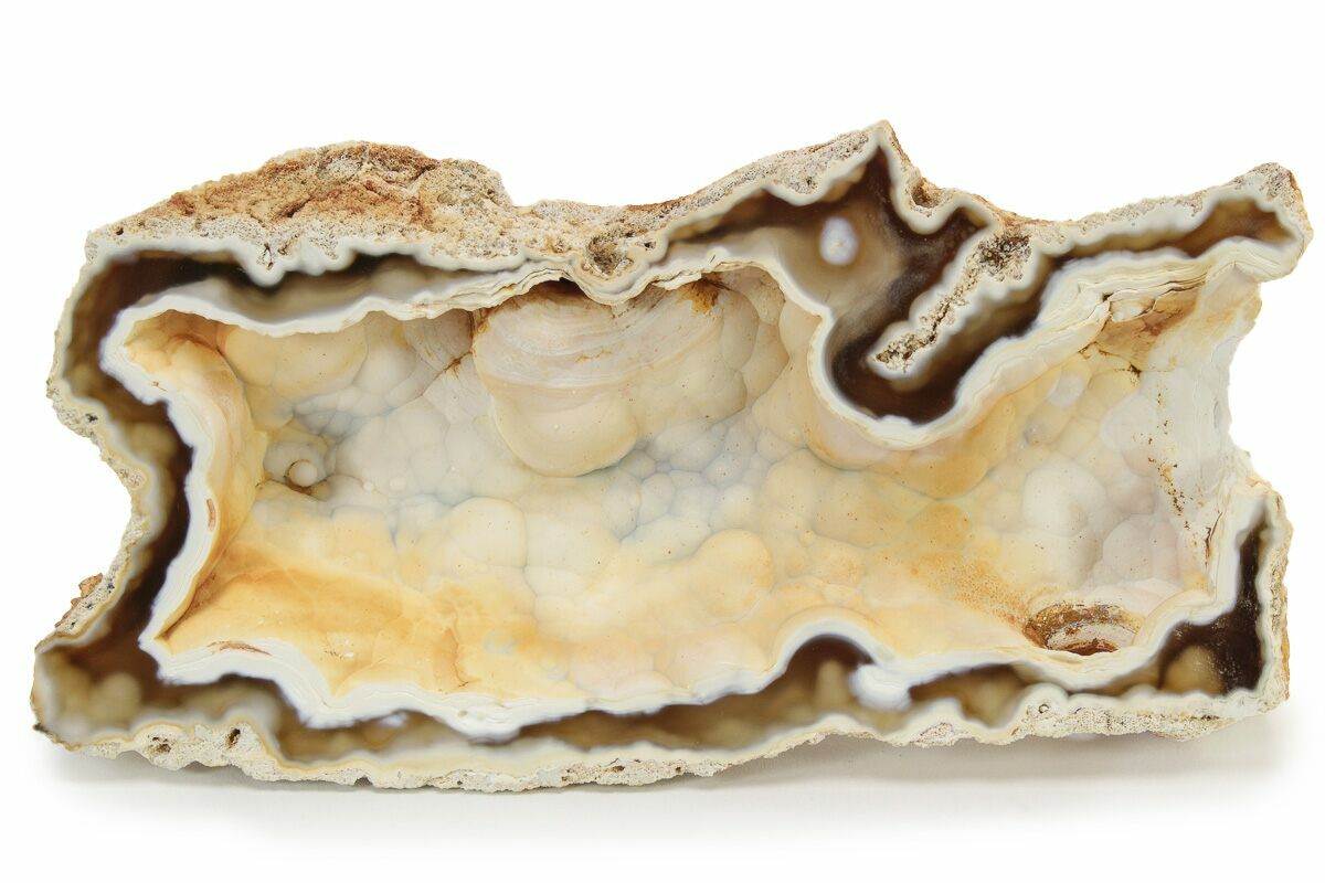 4.5" Agate Replaced Fossil Coral - Florida (#234359) For Sale ...