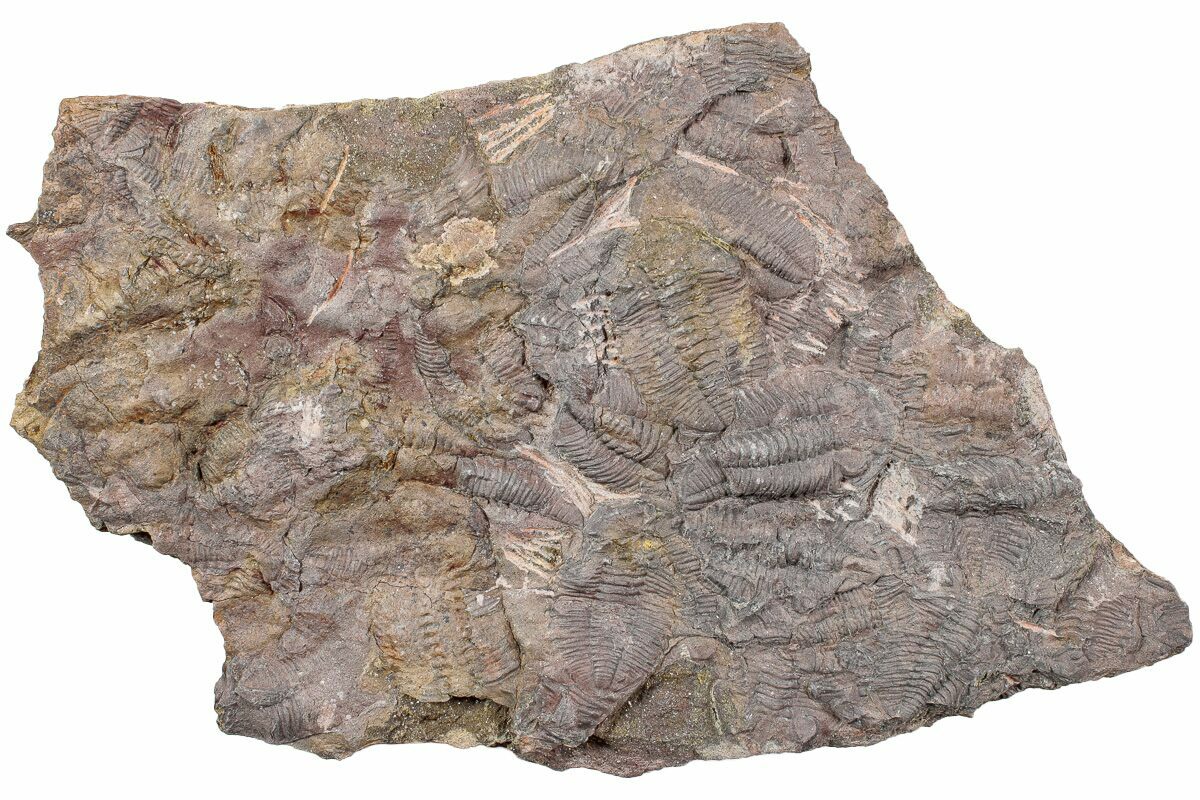 7" Ordovician Trilobite Mortality Plate - Tafraoute, Morocco (#233532 ...