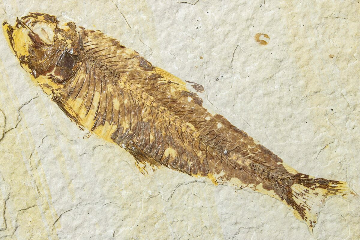 3.4" Fossil Fish (Knightia) - Green River Formation (#234222) For Sale ...