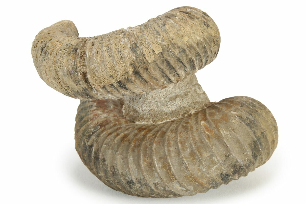 2.2" Fossil Heteromorph (Nostoceras) Ammonite - Madagascar (#234544 ...