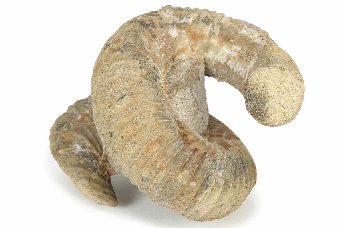 2.2" Fossil Heteromorph (Nostoceras) Ammonite - Madagascar (#234544 ...