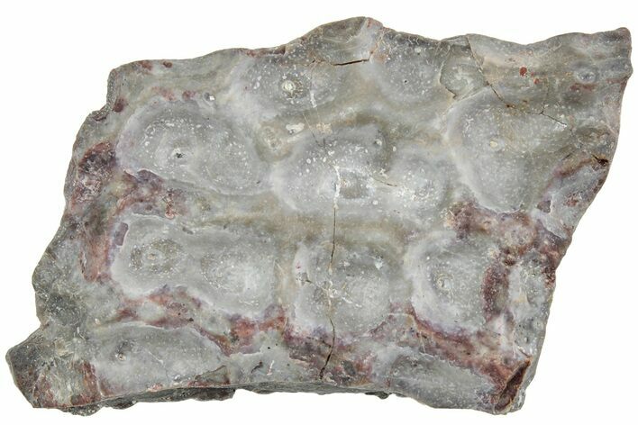 2.1" Triassic Amphibian (Metoposaurus) Skull Scute Section - Arizona ...