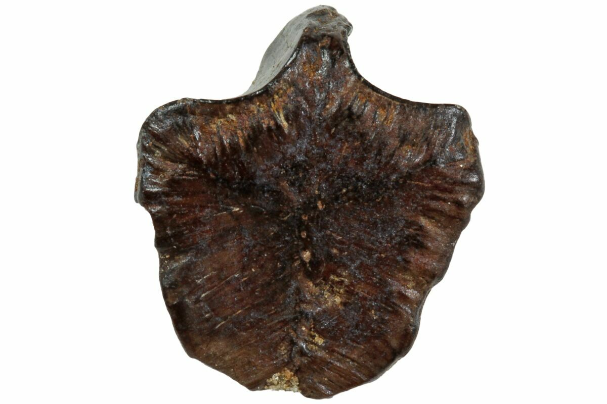 .33" Fossil Hadrosaur (Edmontosaurus) Shed Tooth - Montana (#234663 ...