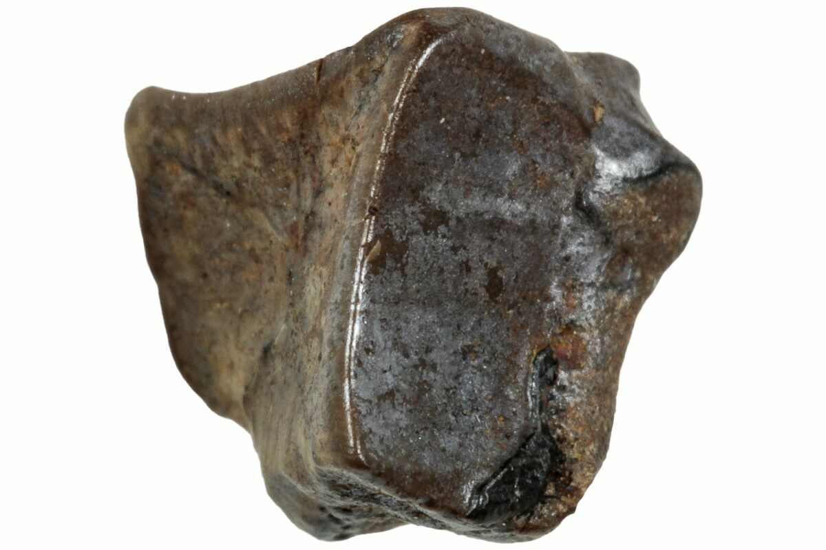.32" Fossil Hadrosaur (Edmontosaurus) Shed Tooth - Montana (#234664 ...