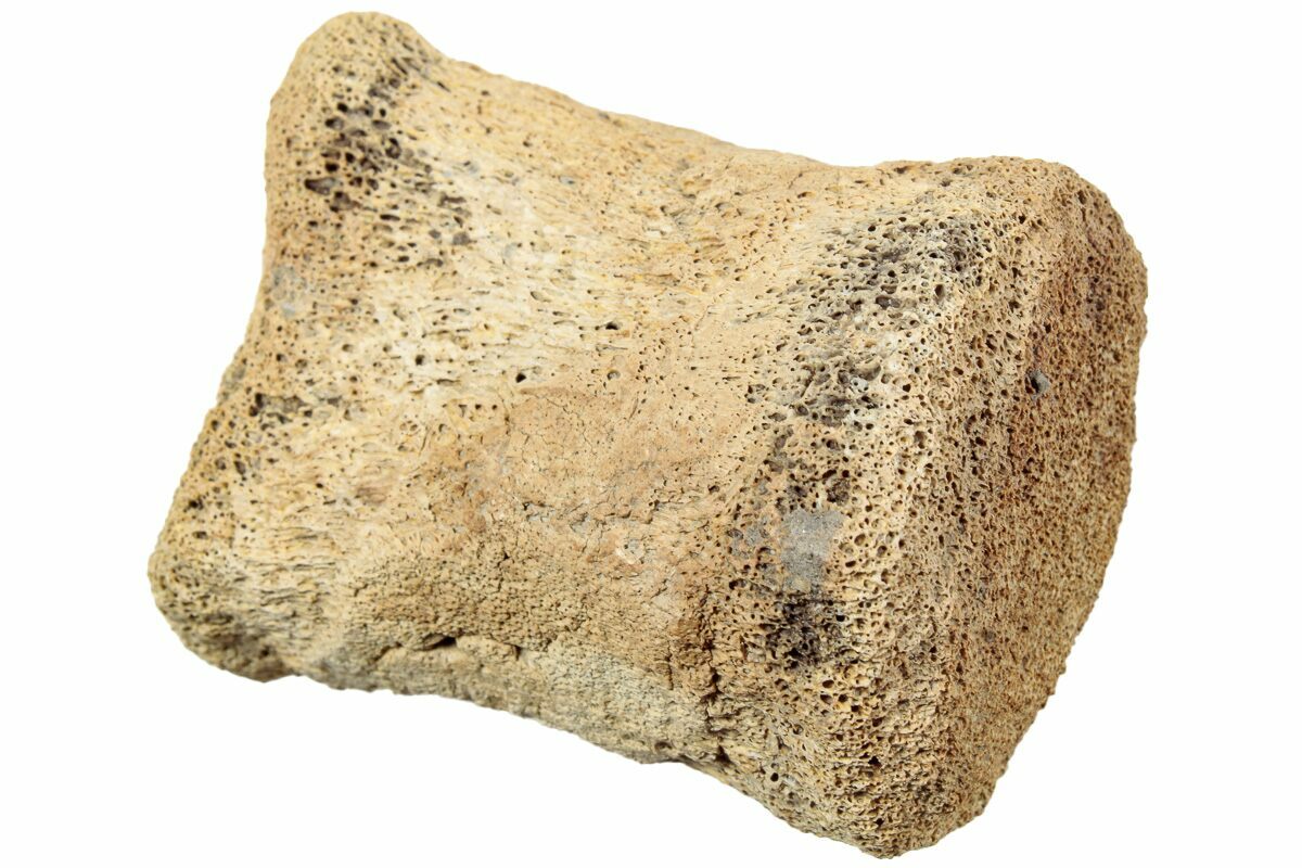 Calcarenite Limestone