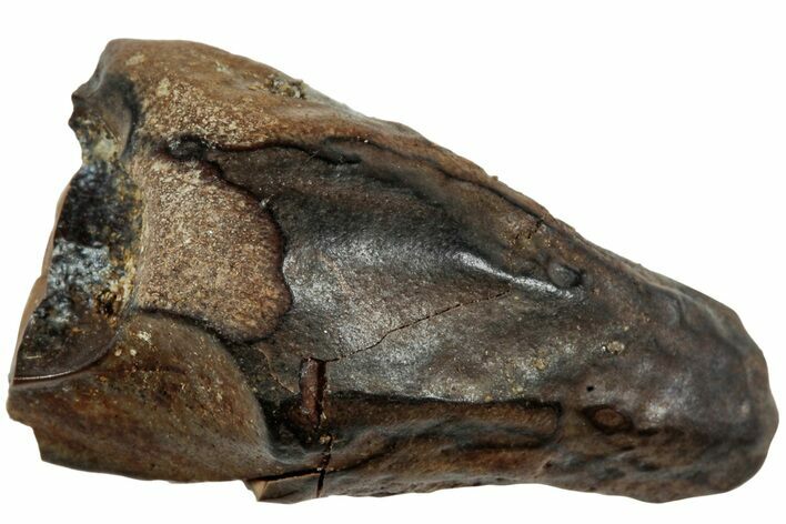 .9" Fossil Dinosaur (Triceratops) Tooth w/ Partial Root - Montana ...