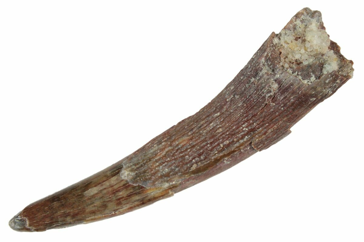 1.43" Fossil Pterosaur (Siroccopteryx) Tooth - Morocco (#235011) For ...