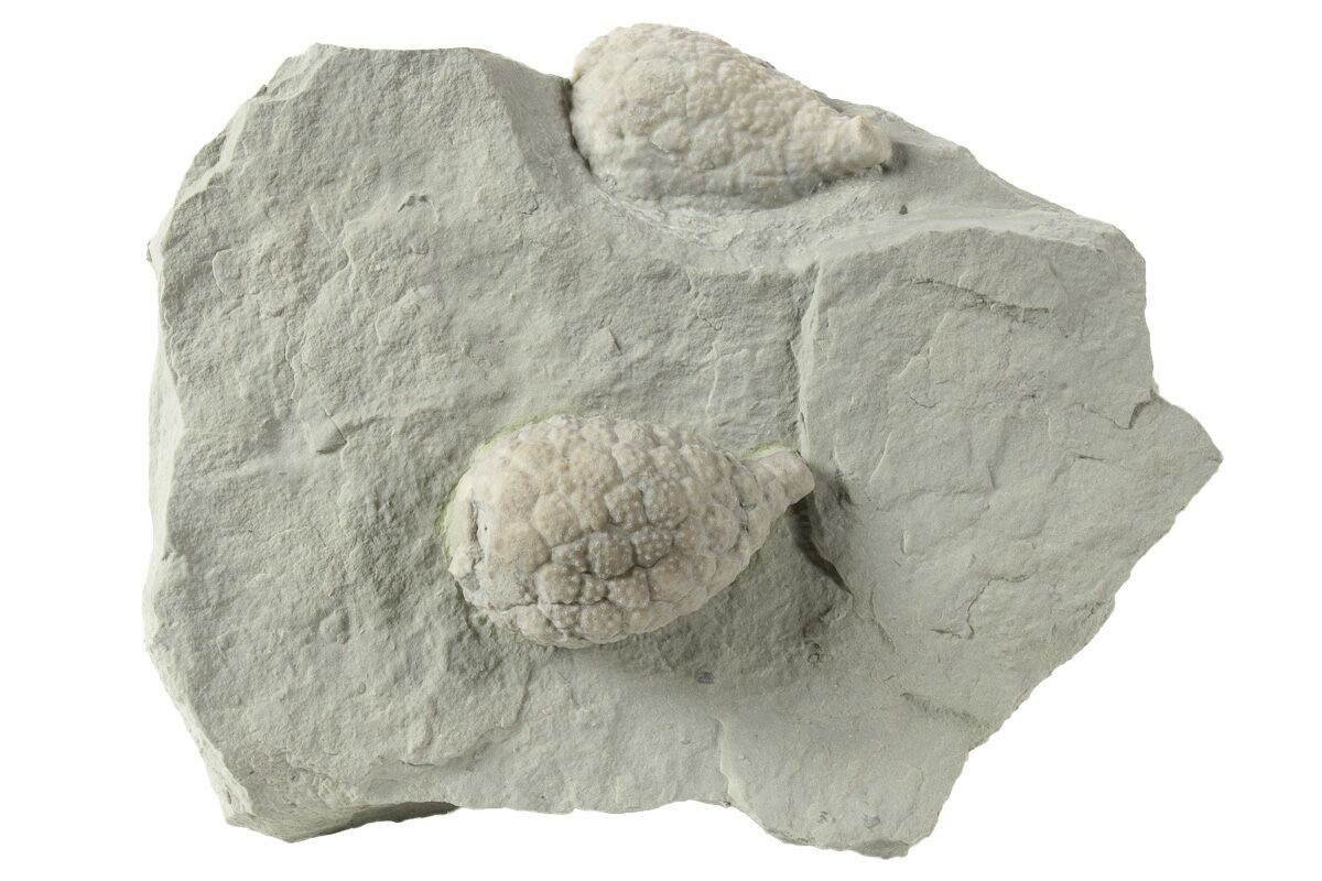 Two Cystoid (Holocystites) Fossils - Indiana (#232698) For Sale ...