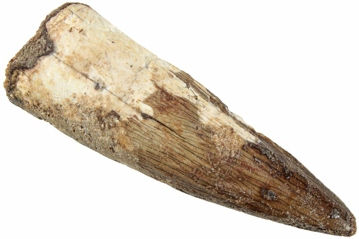 2.31" Fossil Spinosaurus Tooth - Real Dinosaur Tooth (#235086) For Sale ...