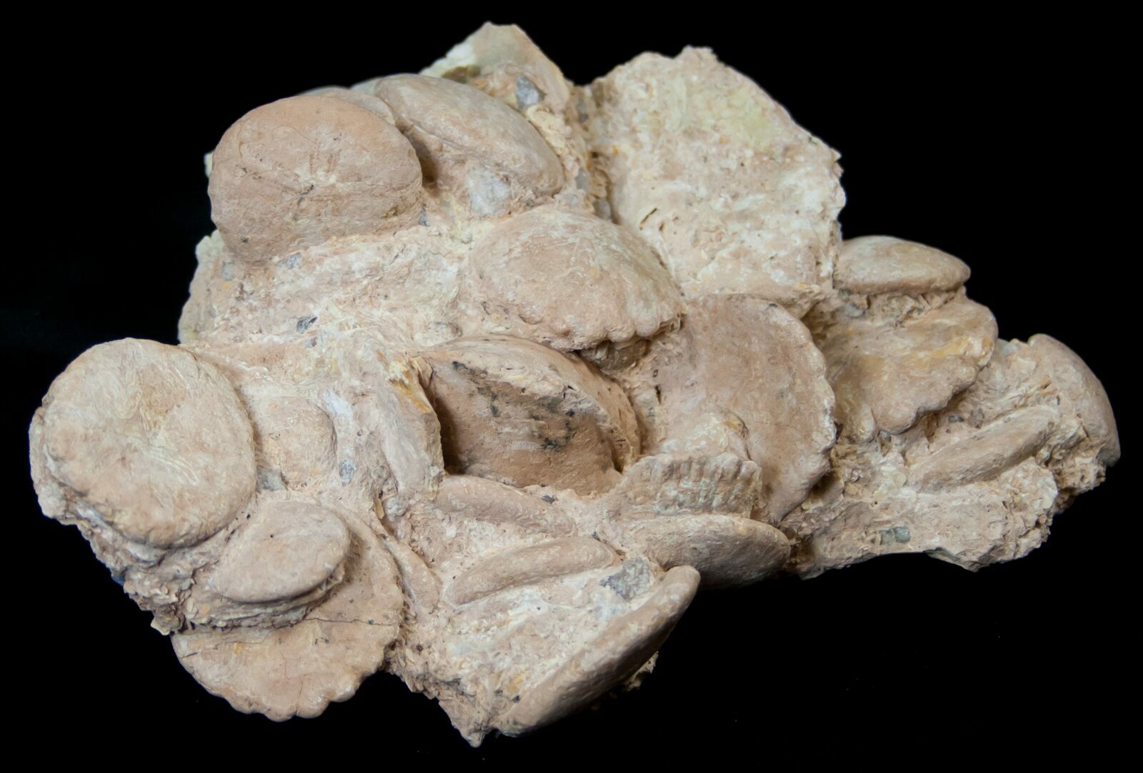 Fossil Sand Dollar (Heliophora) Plate - Boujdour, Morocco (#14158) For ...