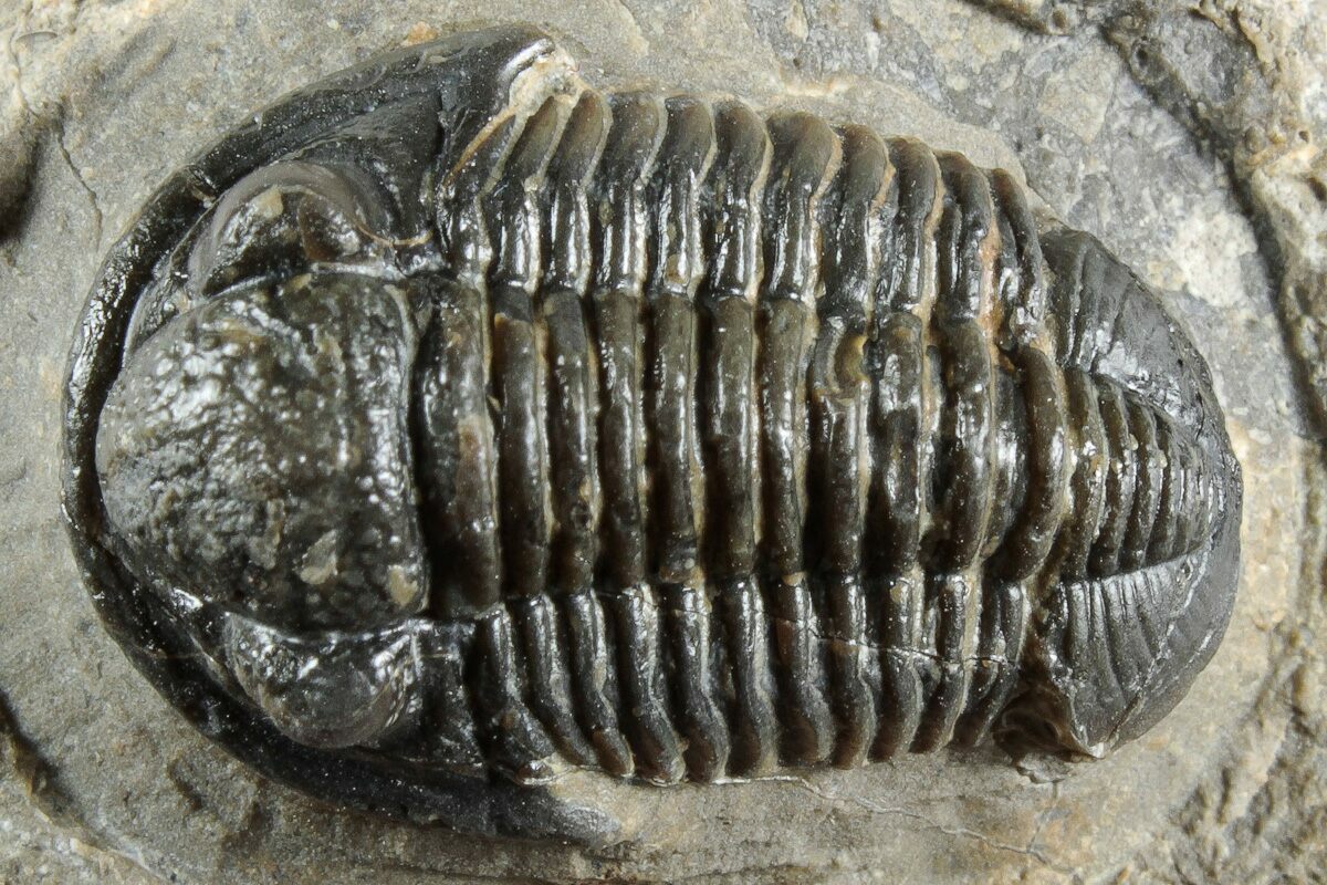 .85" Detailed Gerastos Trilobite Fossil - Morocco (#235292) For Sale ...