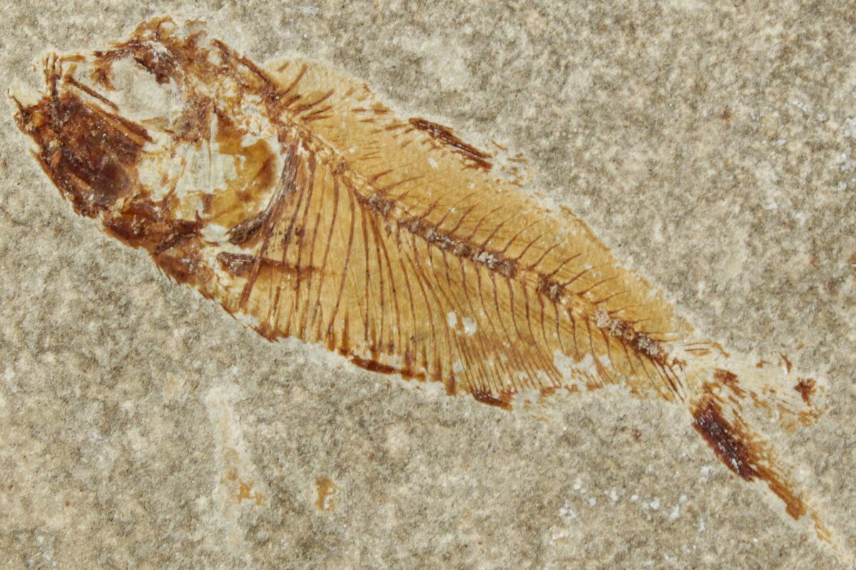 2" Cretaceous Fossil Fish (Armigatus) - Lebanon (#235569) For Sale ...