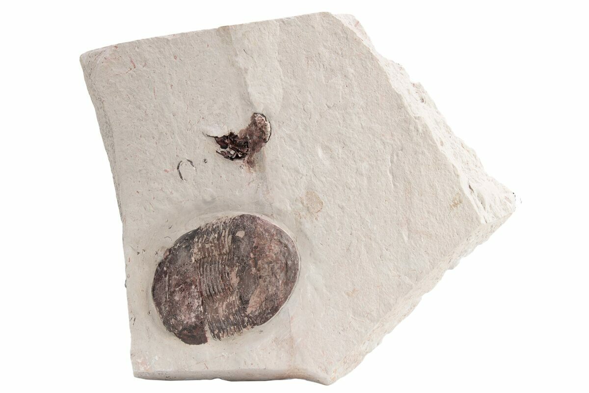 2.55" Undescribed Illaenid Trilobite - Timerzit, Morocco (#235784) For ...