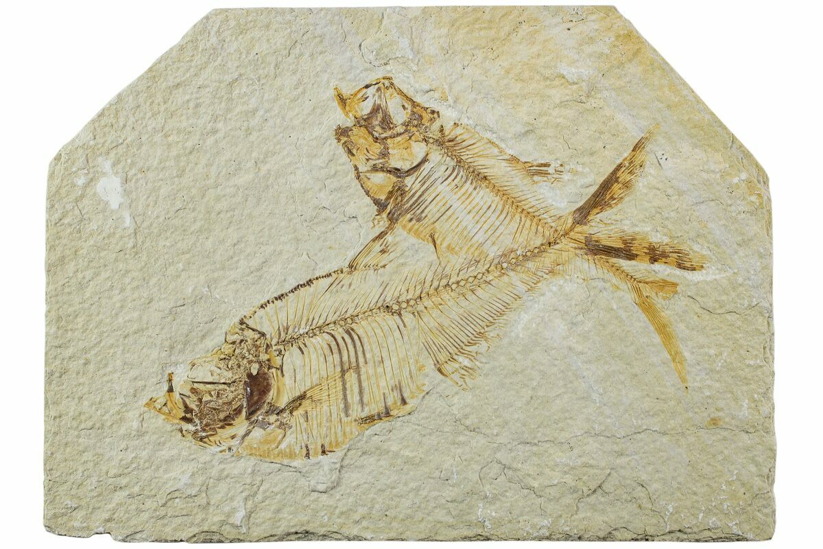 Two Fossil Fish (Diplomystus) - Wyoming (#235779) For Sale - FossilEra.com