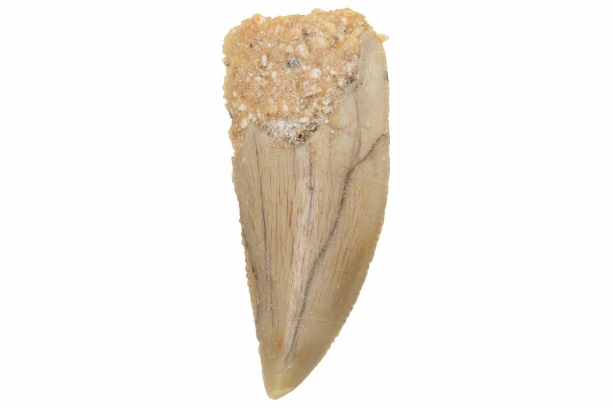 Serrated, .87" Raptor Tooth - Real Dinosaur Tooth (#236008) For Sale ...