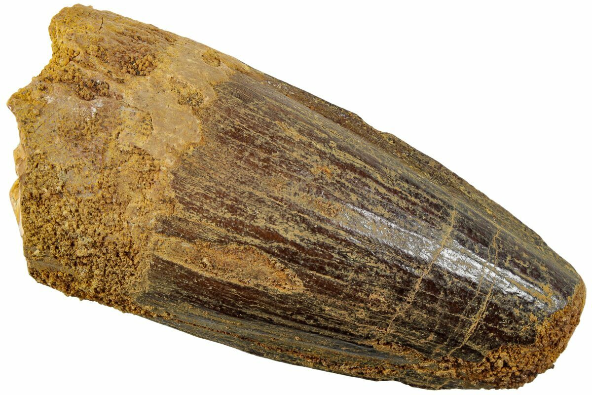 2.2" Fossil Spinosaurus Tooth - Real Dinosaur Tooth (#235908) For Sale ...