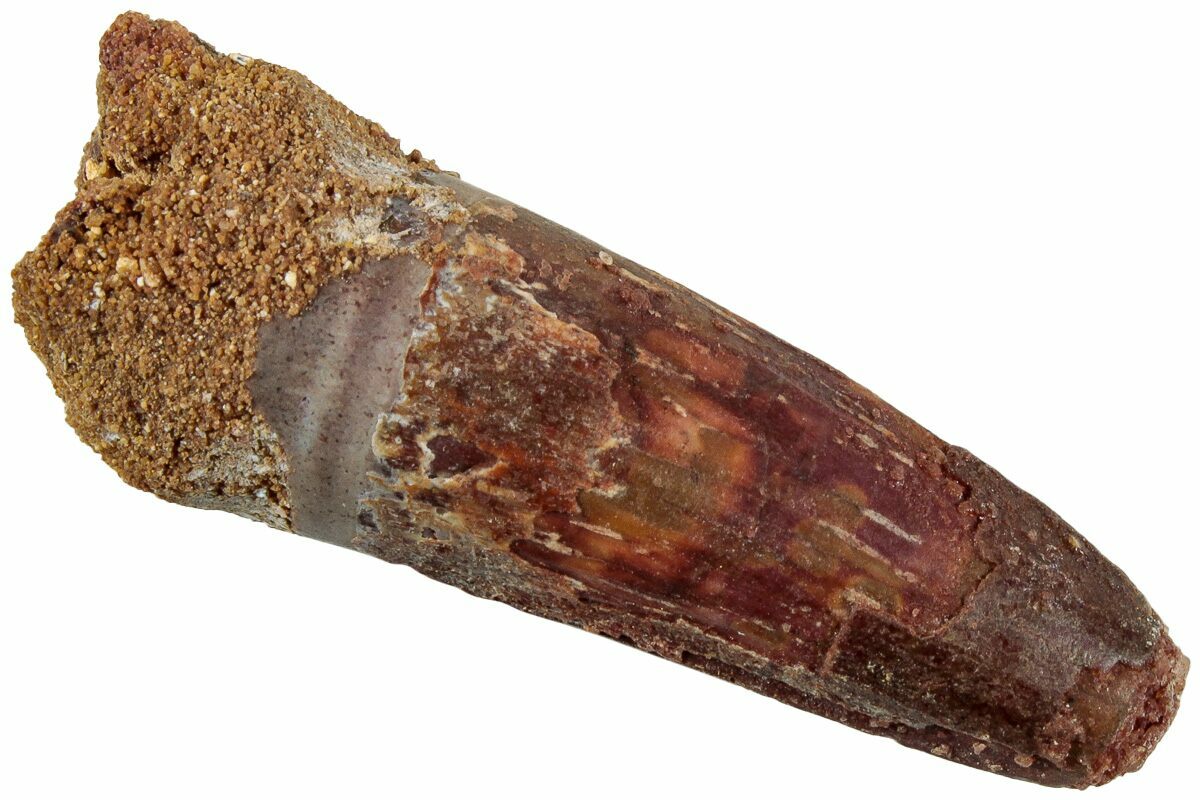 1.79" Fossil Spinosaurus Tooth - Real Dinosaur Tooth (#235893) For Sale ...