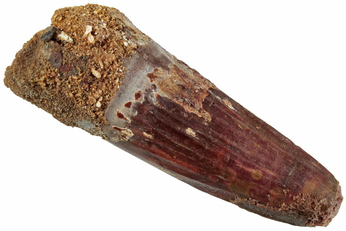 1.79" Fossil Spinosaurus Tooth - Real Dinosaur Tooth (#235893) For Sale ...