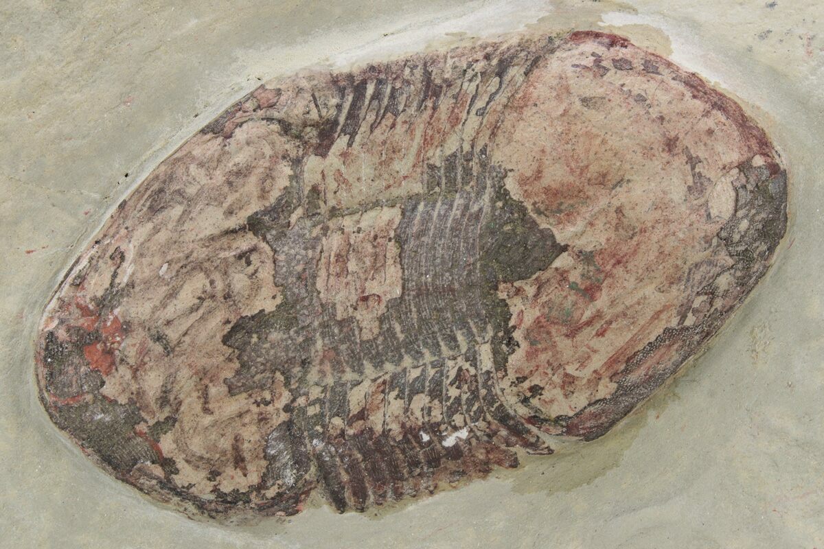 2.1" Undescribed Illaenid Trilobite - Timerzit, Morocco (#235785) For ...