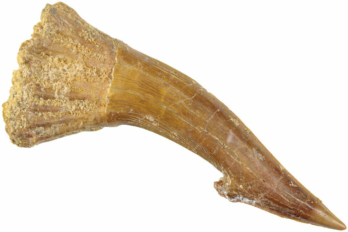 3.2" Fossil Sawfish (Onchopristis) Rostral Barb - Morocco (#236104) For ...