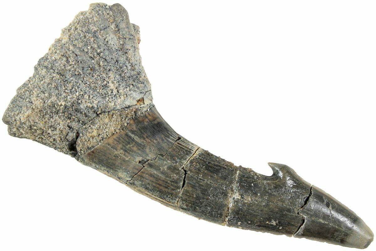 2.9" Fossil Sawfish (Onchopristis) Rostral Barb - Morocco (#236108) For ...