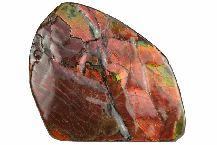2.83" Fiery Red Ammolite (Fossil Ammonite Shell) - Alberta (#236403 ...