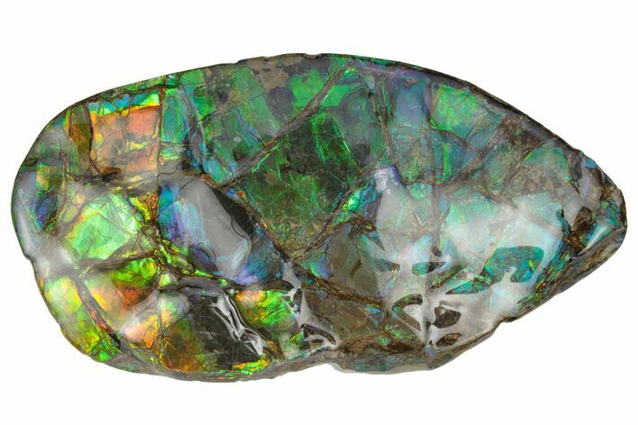 3.18" Green & Blue Ammolite (Fossil Ammonite Shell) - Alberta (#236406 ...