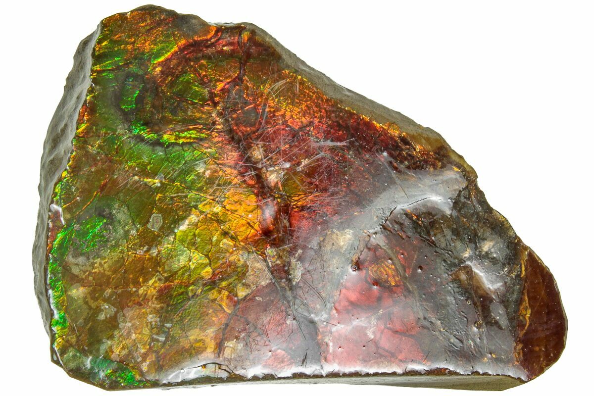 1.77" Rainbow-Colored Ammolite (Fossil Ammonite Shell) - Alberta ...