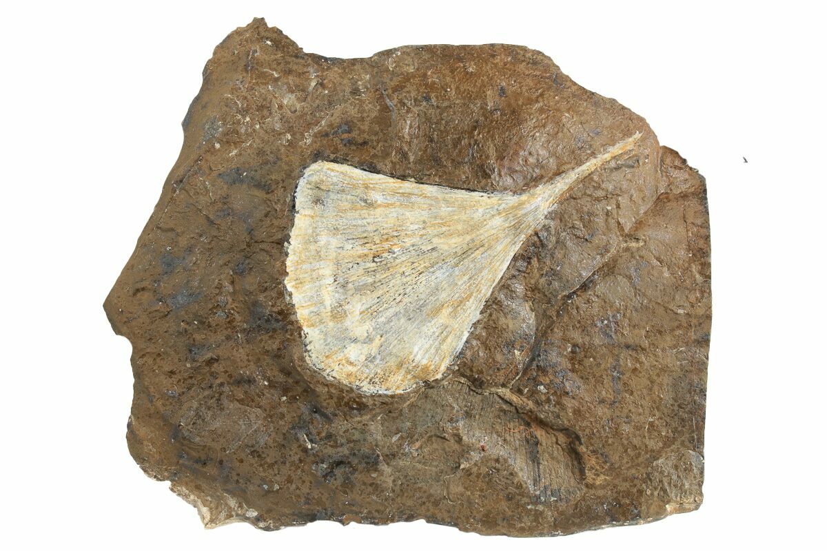 2.85" Fossil Ginkgo Leaf From North Dakota - Paleocene (#236638) For ...
