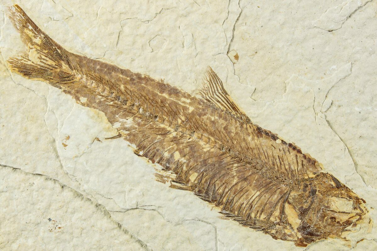 3.2" Detailed Fossil Fish (Knightia) - Wyoming (#236551) For Sale ...