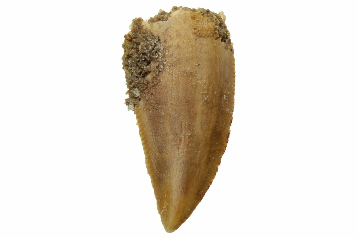 Serrated, .72" Raptor Tooth - Real Dinosaur Tooth (#236912) For Sale ...
