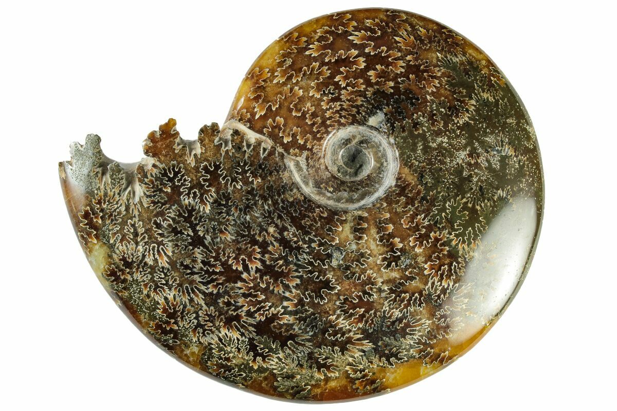 6" Polished Ammonite (Cleoniceras) Fossil - Madagascar (#233513) For ...